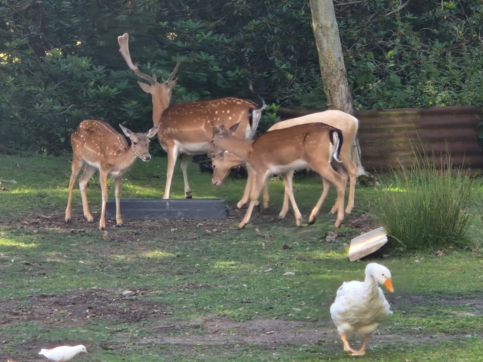 Deer - Rangers Lodge Wildlife Hospital