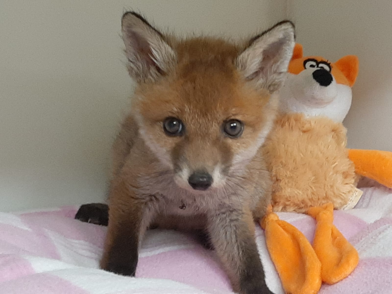 Volunteer - Rangers Lodge Wildlife Hospital