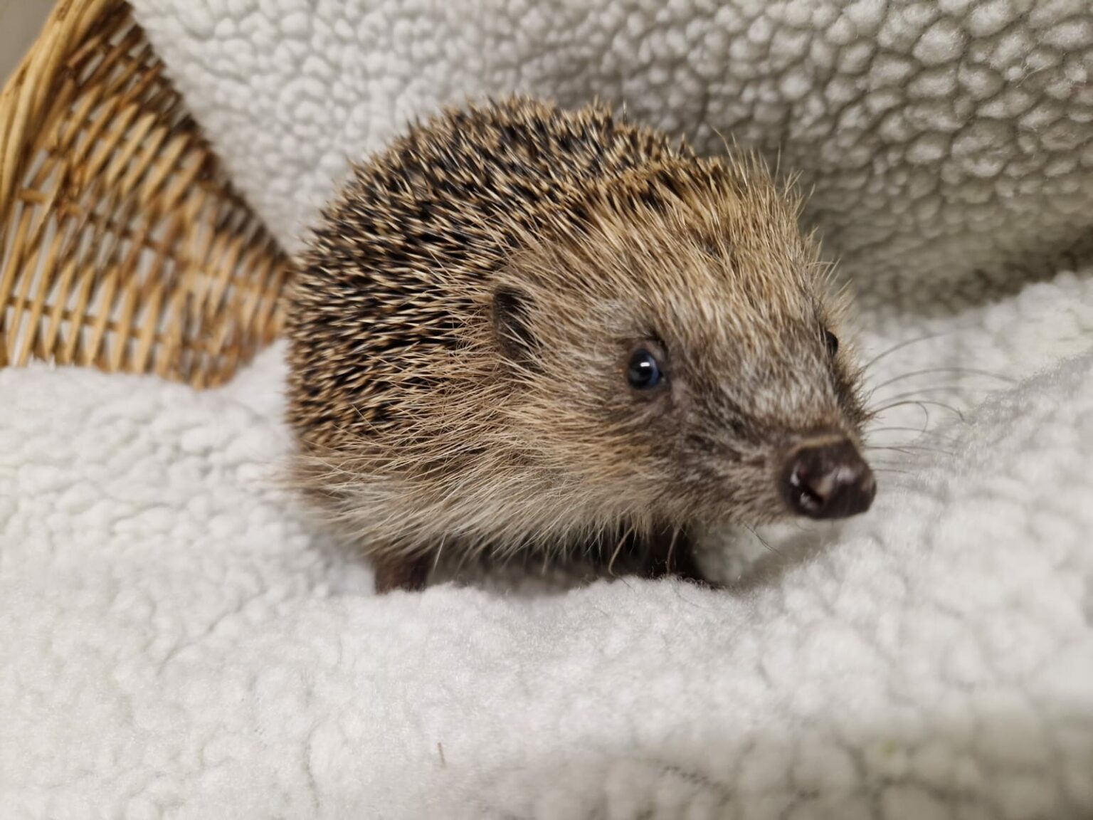 Hedgehog fact file - Rangers Lodge Wildlife Hospital
