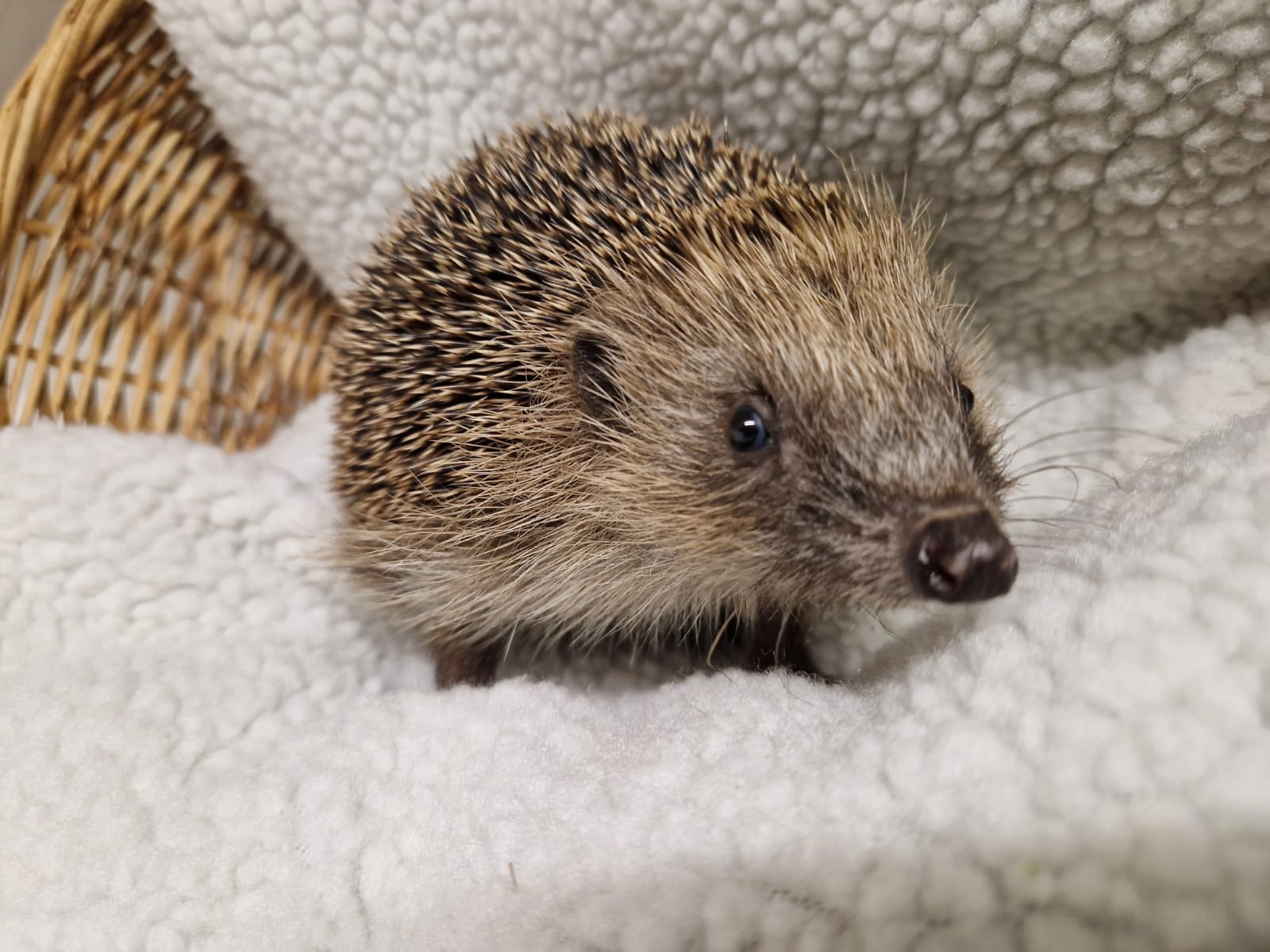 Hedgehog fact file - Rangers Lodge Wildlife Hospital